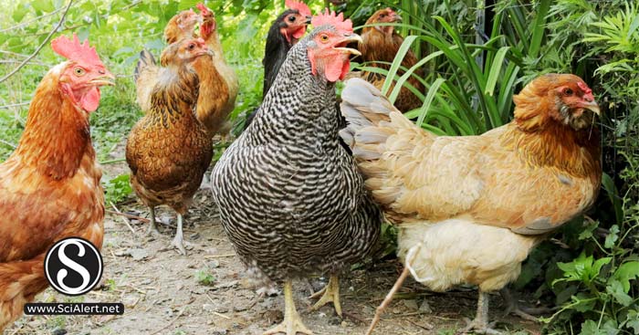 Growth Performance and Profitability Analysis of Five-Chicken Strains ...