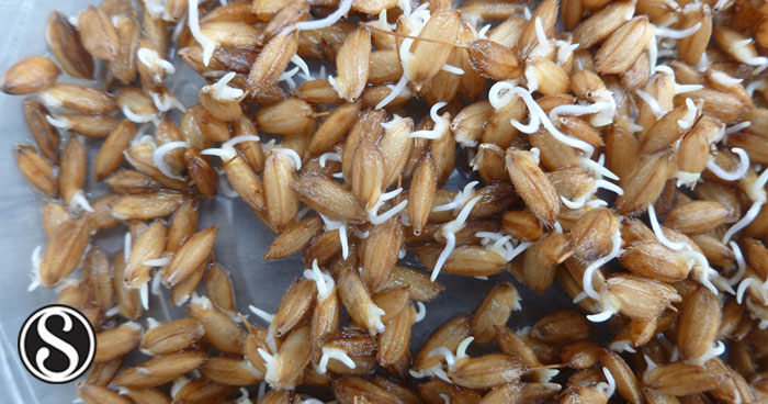 Seeds Enhancement Technique as Tool to Improve Rice Germination and ...