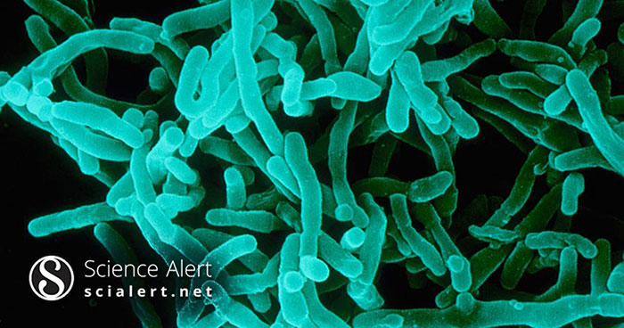 Molecular Detection of Multidrug Resistance Pathogenic Bacteria from ...