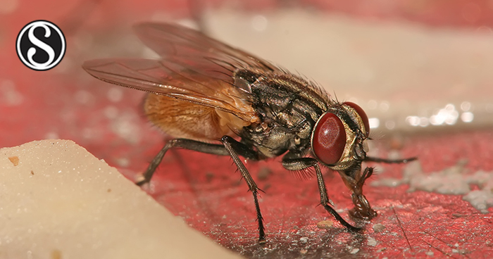 Larvicidal Activity and Bio-efficacy of Some Products Against Larvae of ...