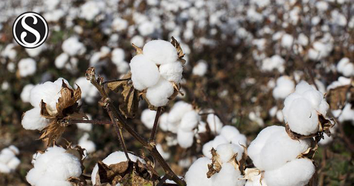 Evaluation of Suitable Intercrop and Nutrient Management on Weed ...