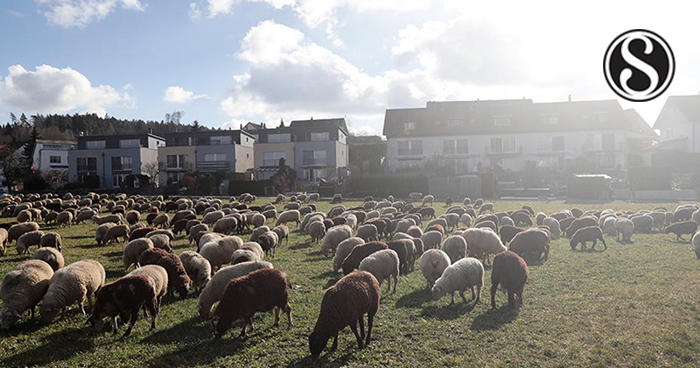 Testicular Parameters and Scrotal Measurements in Relation to Age and ...