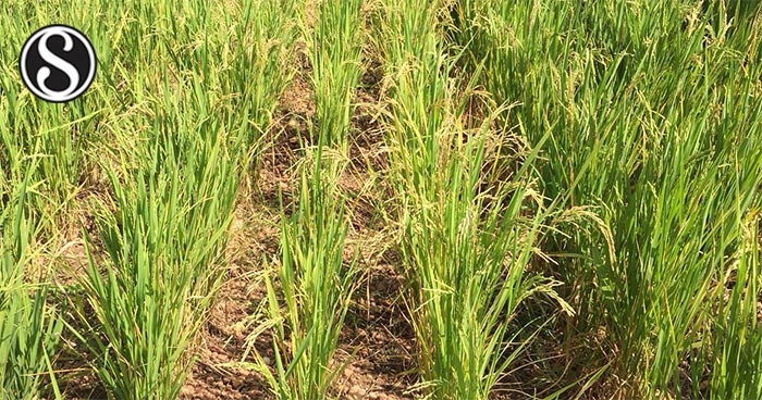 Effect of Seeding Depth and Weed Management Options on Weed Control and ...