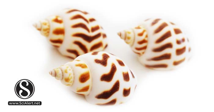 Bioaccumulation of Heavy Metals in Spotted Babylon Snail (Babylonia ...