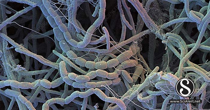 Antimicrobial Efficiency of a Marine Streptomyces sp. VPTSA1-4 Isolated ...