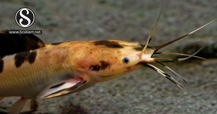 Growth and Economic Evaluation of Different Fish Species for Culture in ...