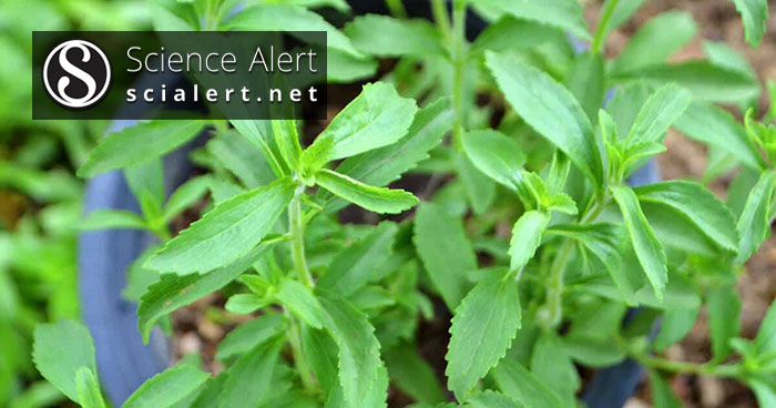 Antifungal and Anti-mycotoxigenic Impact of Eco-Friendly Extracts of ...