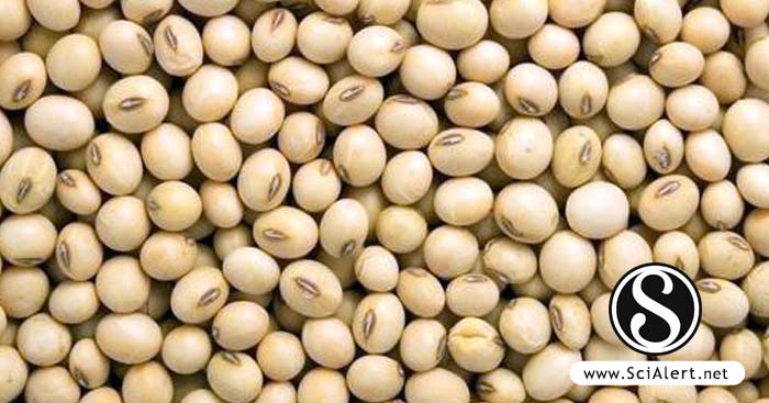 Growth and Yield of Two Soybean Varieties by Phosphate Fertilization ...