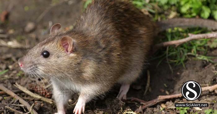 Role of Rotatory Cage Induced Stress on Alteration of Liver Function in ...