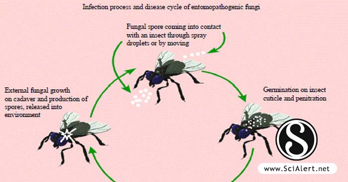 Entomopathogenic Fungi: Factors Involved in Successful Microbial ...