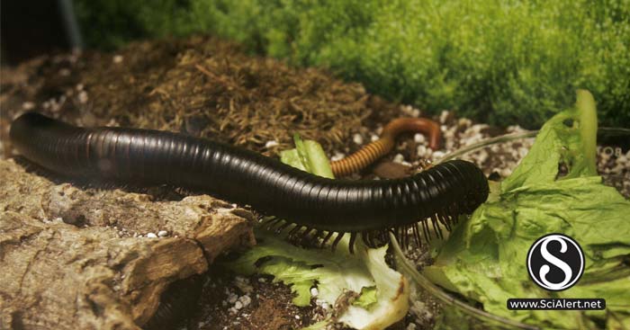 List of Millipede Species from Southern Western Ghats of Tirunelveli ...
