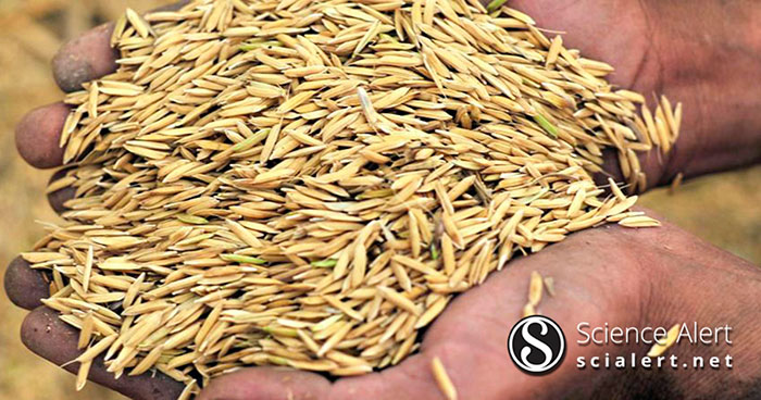 Optimization of Biogas Production from Rice Husk Waste by Solid State ...