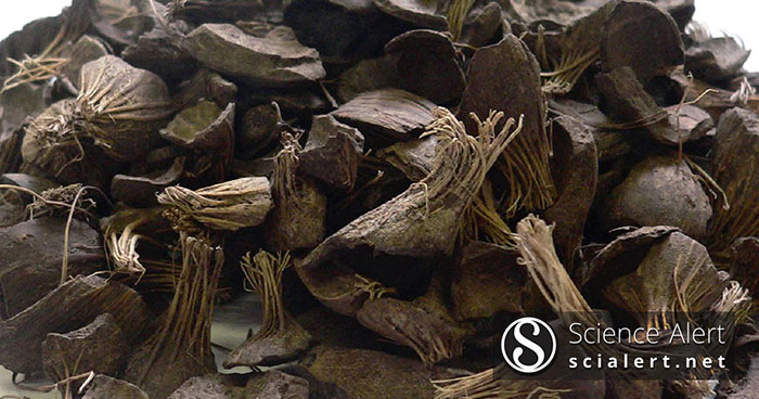 Composition, Characteristics and Socioeconomic Benefits of Palm Kernel ...