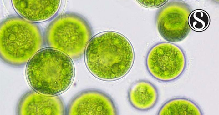 Studies on the Growth Rate, Oil Yield and Properties of Some Indigenous ...