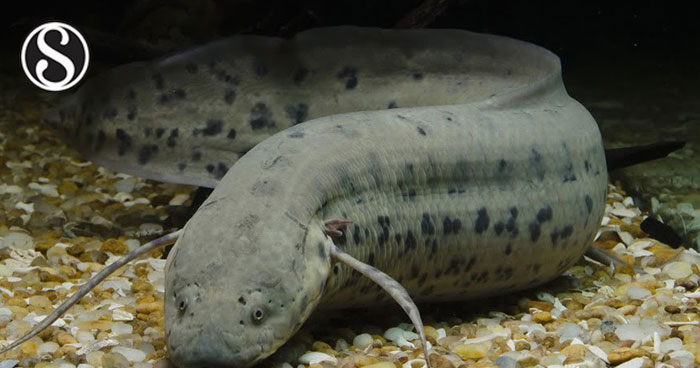 Morphometric and Meristic Characteristics of Protopterus annectens ...