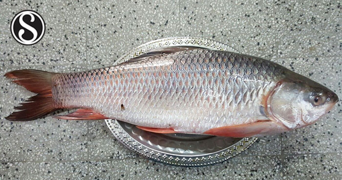 Food And Feeding Habit Of Reba Carp Cirrhinus Reba In The Padma River Northwestern Bangladesh food-and-feeding-habit-of-reba-carp-cirrhinus-reba-in-the-padma-river-northwestern-bangladesh