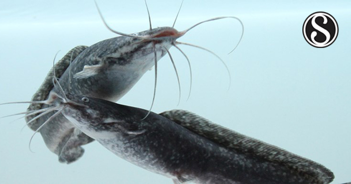 Nutritional Evaluation of Defatted Groundnut Cake meal with Amino acid ...