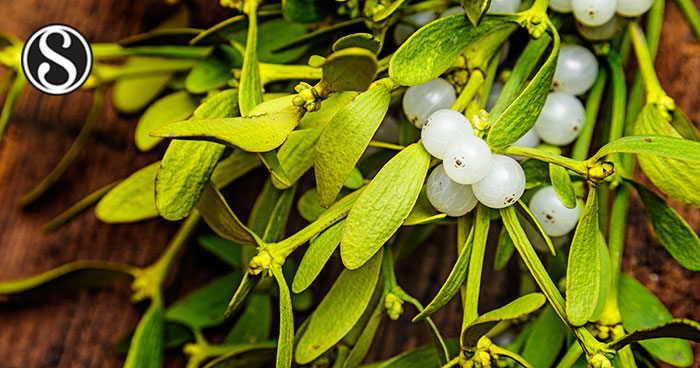 In vitro Antiviral Activities of Bryophyllum pinnatum (Odaa opuo) and ...