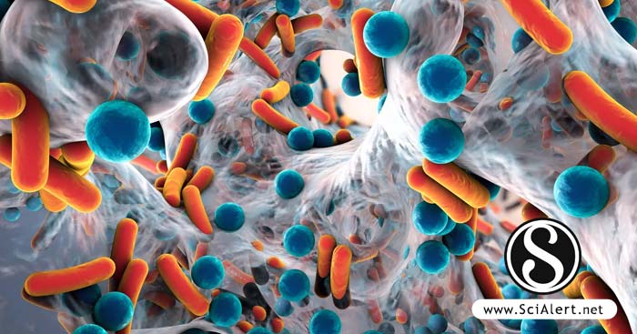 Determination of Probiotic Bacteria from Intestine of Sparisoma viride ...
