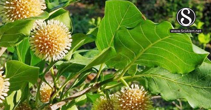 Protective Effects of Mitragyna inermis Roots Methanol Extract on ...