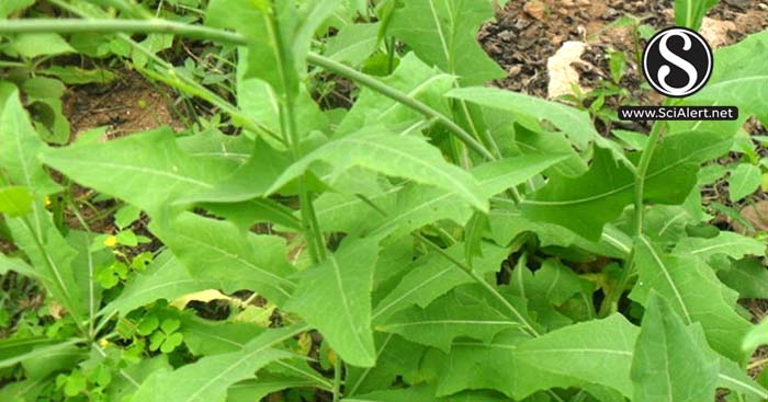 Comparative Effects of Different Organic Manure on the Growth ...