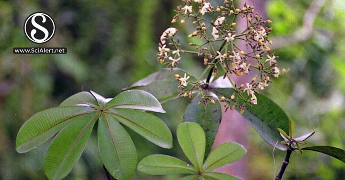 Effect of Alstonia boonei (Apocynaceae) on Blood Coagulation