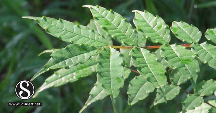 Zanthoxylum rhetsa (Roxb.) DC Oil Suppresses the Proliferation ...