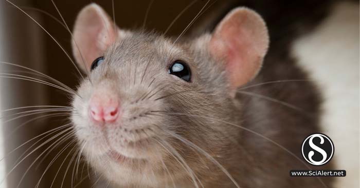 Protective Effect of Carob Pods Extract on Esomeprazole-Induced Changes ...