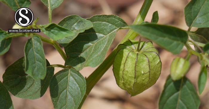 Toxicity Studies of Physalis angulata Leaves Extract on Biochemical and Haematological ...