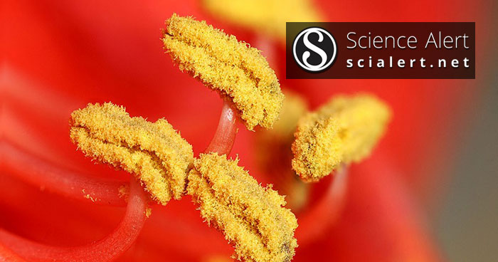 Taxonomic Importance of Pollen Morphology for Some Species of Brassicaceae