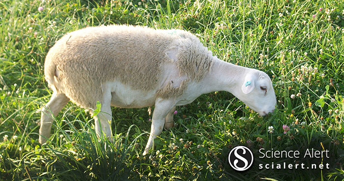 Performance of Barki Lambs Fed on Rations Containing Olive Cake with or ...