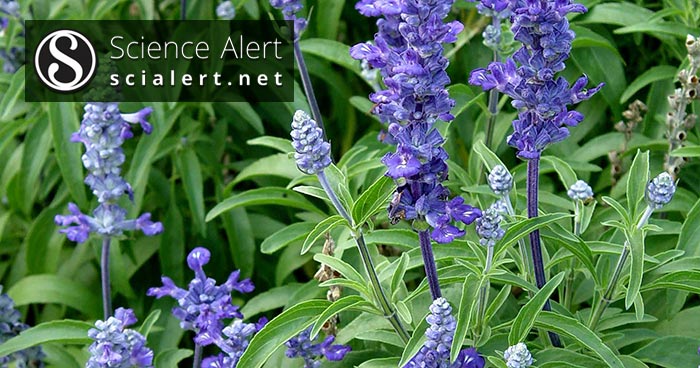 Foraging Behavior of an Aphidophagous Hoverfly, Sphaerophoria ...