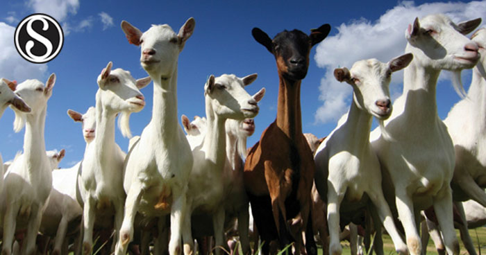 Estrus Detection Through Vaginal pH in Saanen Etawah Crossbreed Goats
