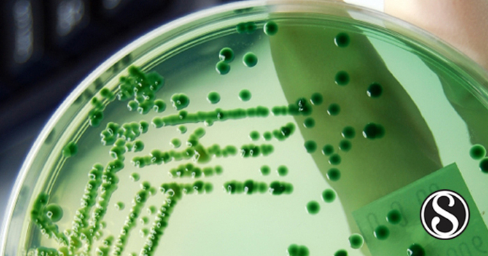 Endophyte: Understanding the Microbes and its Applications