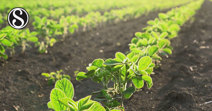 Phosphate Fertilization Efficiency Improvement with the Use of Organic ...