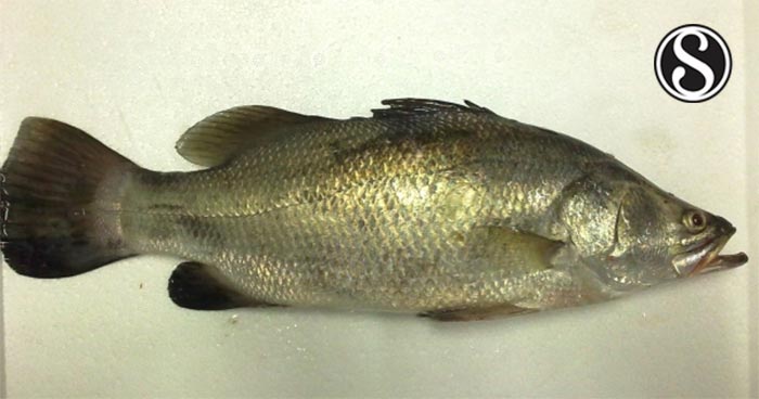 Field Studies on Amyloodiniosis in Red Sea Cultured Asian Seabass ...