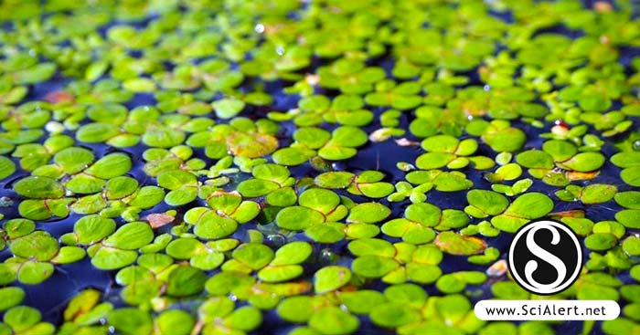 Native Growth and Conservation of Duckweed (Lemnaceae) in Jordan