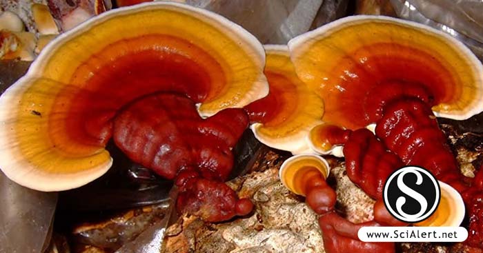 Study of Ganoderma lucidum in Laccase Production using Corncob and ...