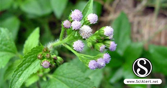 Impacts of Quarry Mining Activities on Herbaceous Plant Ageratum ...