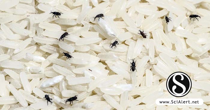 Antifeedant Effect of Some Medicinal Plant Extracts Against Rice Weevil