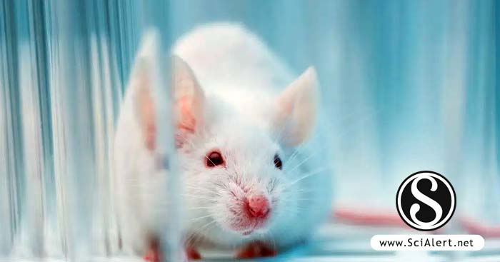 Effects of Gold and Cerium Oxide Nanoparticles on Type 1 Diabetes in ...