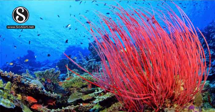 Phytochemical and Antioxidant Activities of Eucheuma spinosum as ...