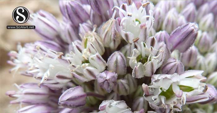 Protective Effect of Leek Extract (Allium ampeloprasum L.) on Catfish ...