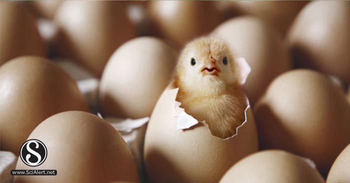 Impact of in ovo Injection of Certain Vitamins to Improve the ...