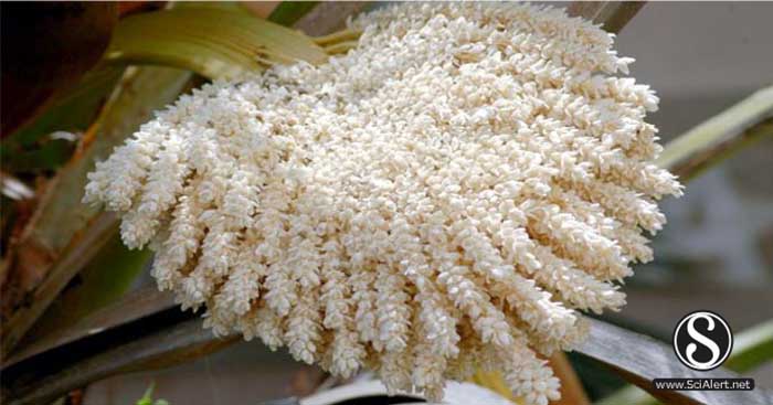 Study of the Expected Impact of Palm Pollen on Human Respiratory Tract ...