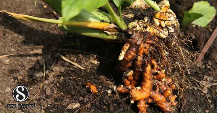 Active Compounds from Curcuma longa and Comparison of their Effectively ...