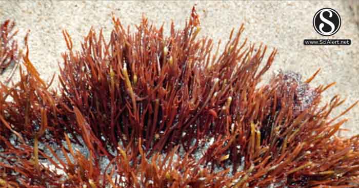 Anti-inflammatory Effect of Red Macroalgae Bulung Sangu (Gracilaria sp ...