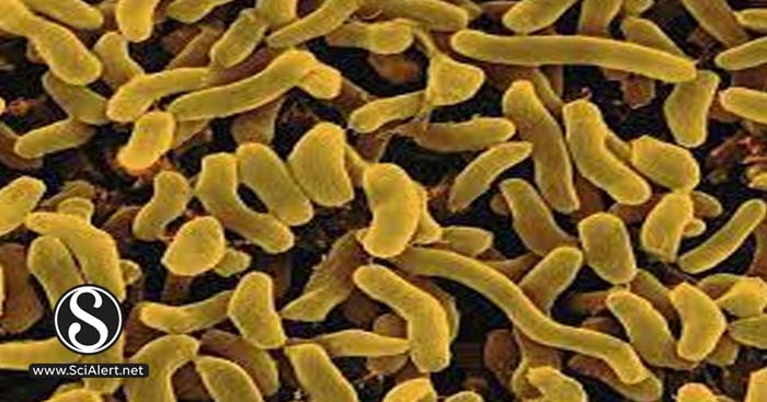 Phenotypic Characterization and Identification of Potential L ...