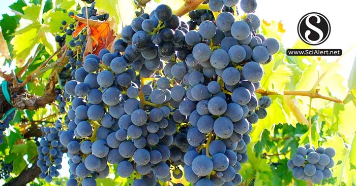 Determination of Wild Grape Phenolic Compounds in the Extracts of ...
