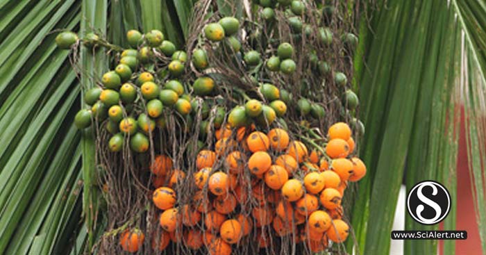 Scarification and Seed Biomatriconditioning Effect Using Endophytic ...